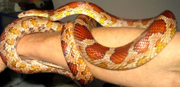 PET BAZAAR - Updated November 2025 - 75 Photos & 88 Reviews - 490 State ...