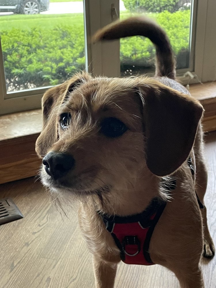 TWIX’S POOP PAWTROL - Updated August 2024 - Lombard, Illinois - Pet ...