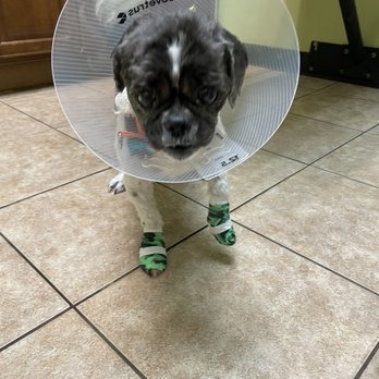 MY DOG S GROOMER Updated March 2025 16 Photos 46 Reviews 4000 N Lilley Rd Canton Michigan Pet Groomers Phone Number Services Yelp