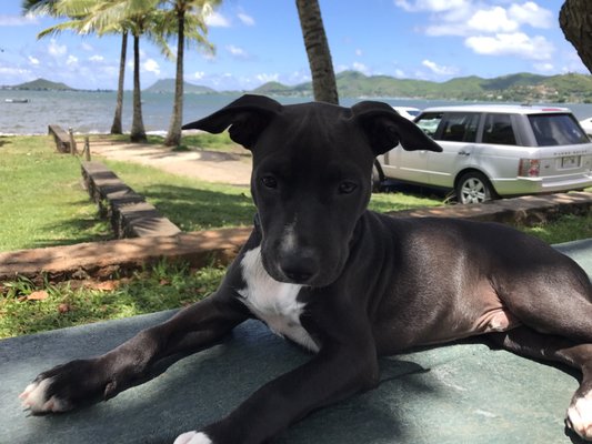 HAWAIIAN HUMANE SOCIETY - 1004 Photos & 337 Reviews - 2700 Waialae Ave ...