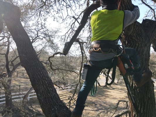 AUSTIN TREE SURGEONS - Updated December 2025 - 78 Photos & 122 Reviews ...