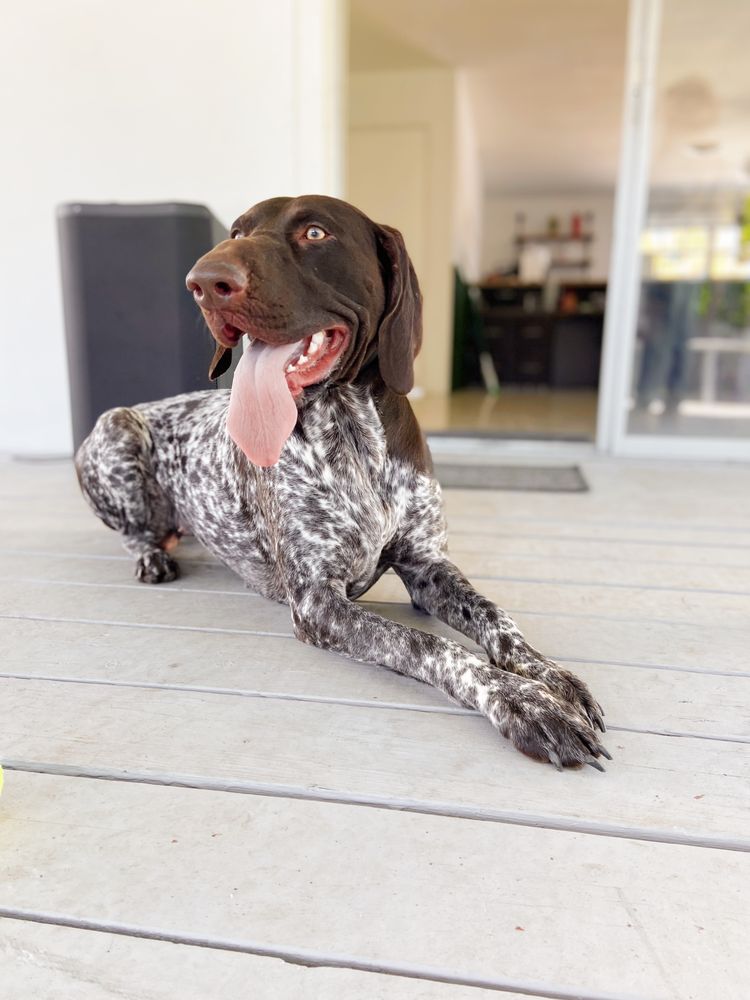 WOOF N WAG MIAMI - Updated December 2025 - 12350 SW 46th St, Miami ...