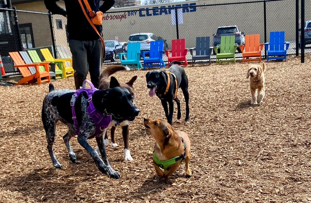 BARKSIDE - Updated January 2026 - 25 Photos & 20 Reviews - 7960 Kercheval Ave, Detroit, Michigan ...