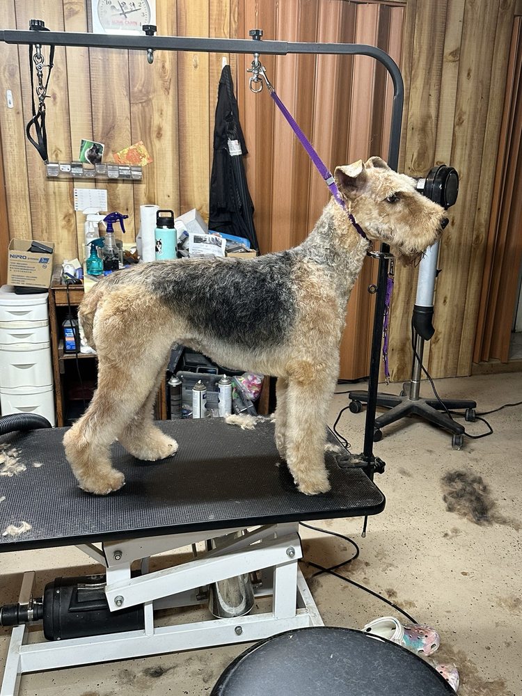 BEST IN SHOW PET GROOMING - Updated August 2025 - 34 Photos - 2140 ...