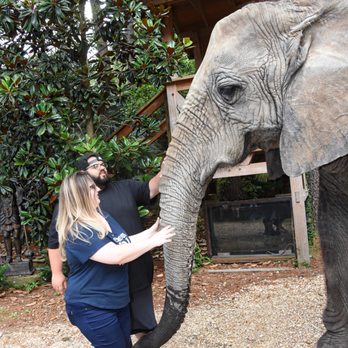 T.I.G.E.R.S. PRESERVATION STATION - Updated May 2024 - 86 Photos & 52 ...