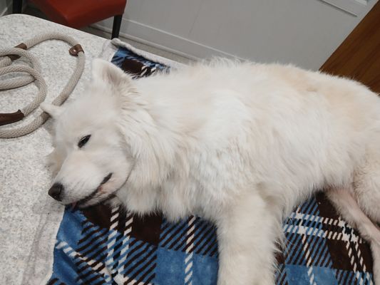 HOPE SPRINGS VETERINARY AT SAJO FARM - Updated June 2026 - 19 Photos ...