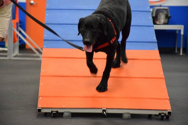 ZOOM ROOM DOG TRAINING - Updated May 2026 - 95 Photos & 62 Reviews ...