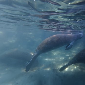 FUN 2 DIVE MANATEE TOURS - Updated January 2026 - 413 Photos & 236 ...