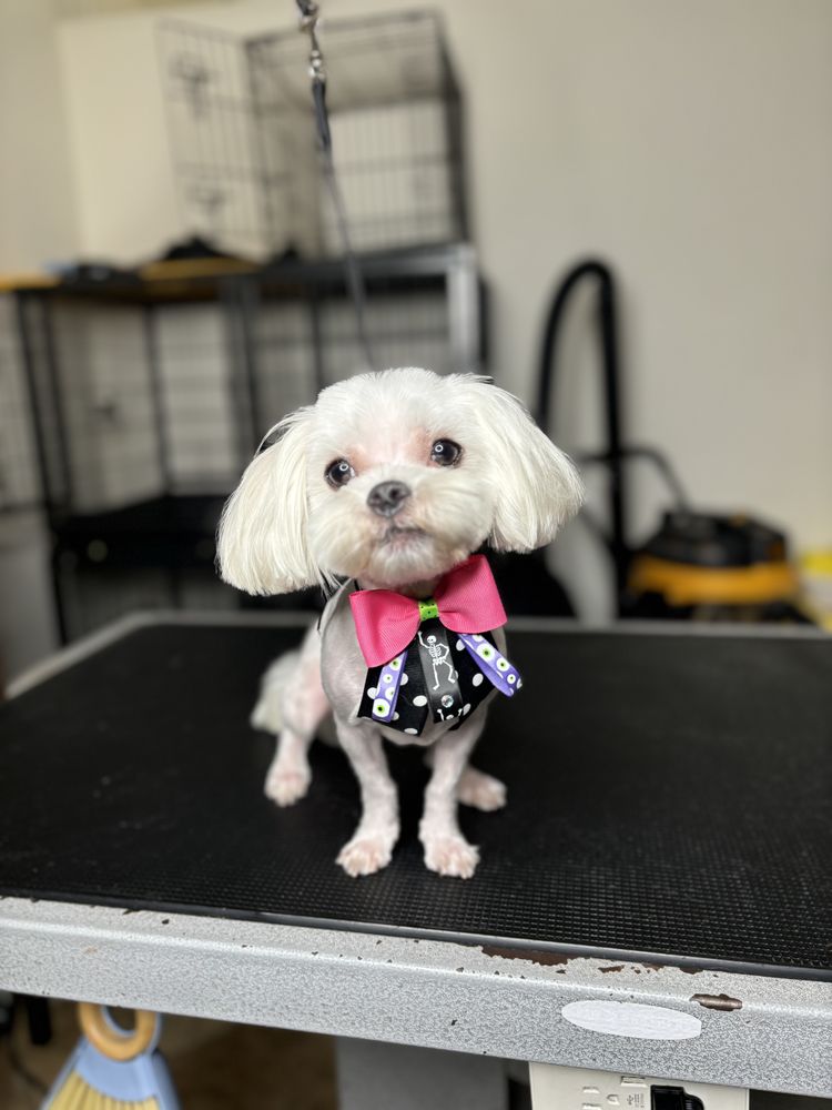 Tail Waggers Grooming and Supplies - Updated June 2026 - 62 Photos & 36 ...