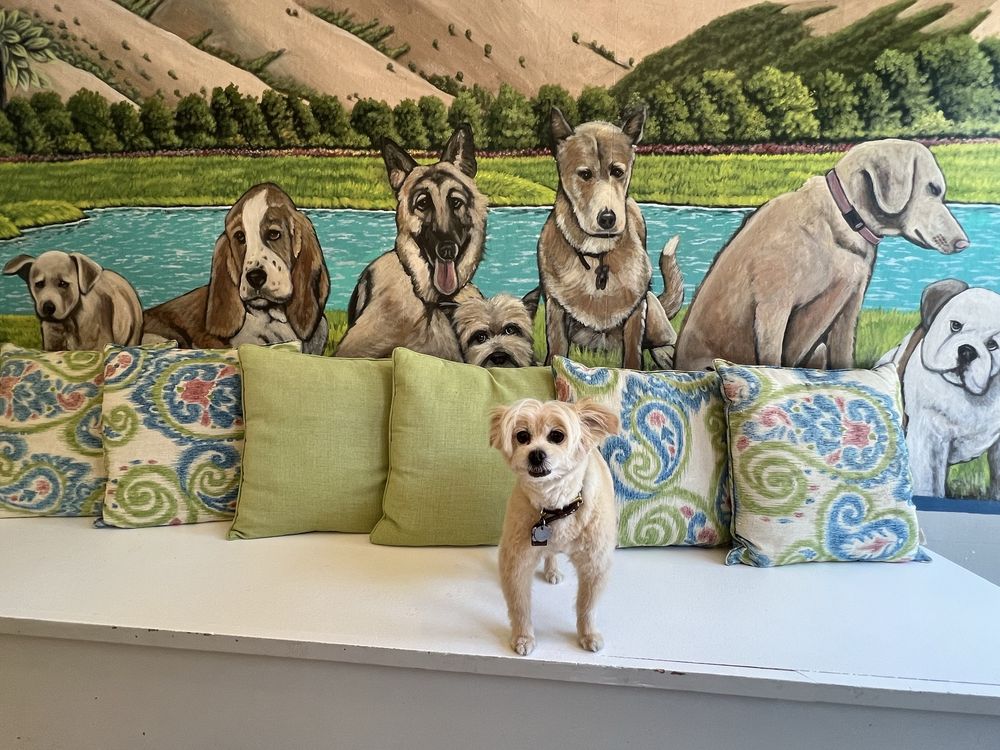 BRETON’S DOG & CAT BOARDING - Updated October 2025 - 36 Photos & 35 ...