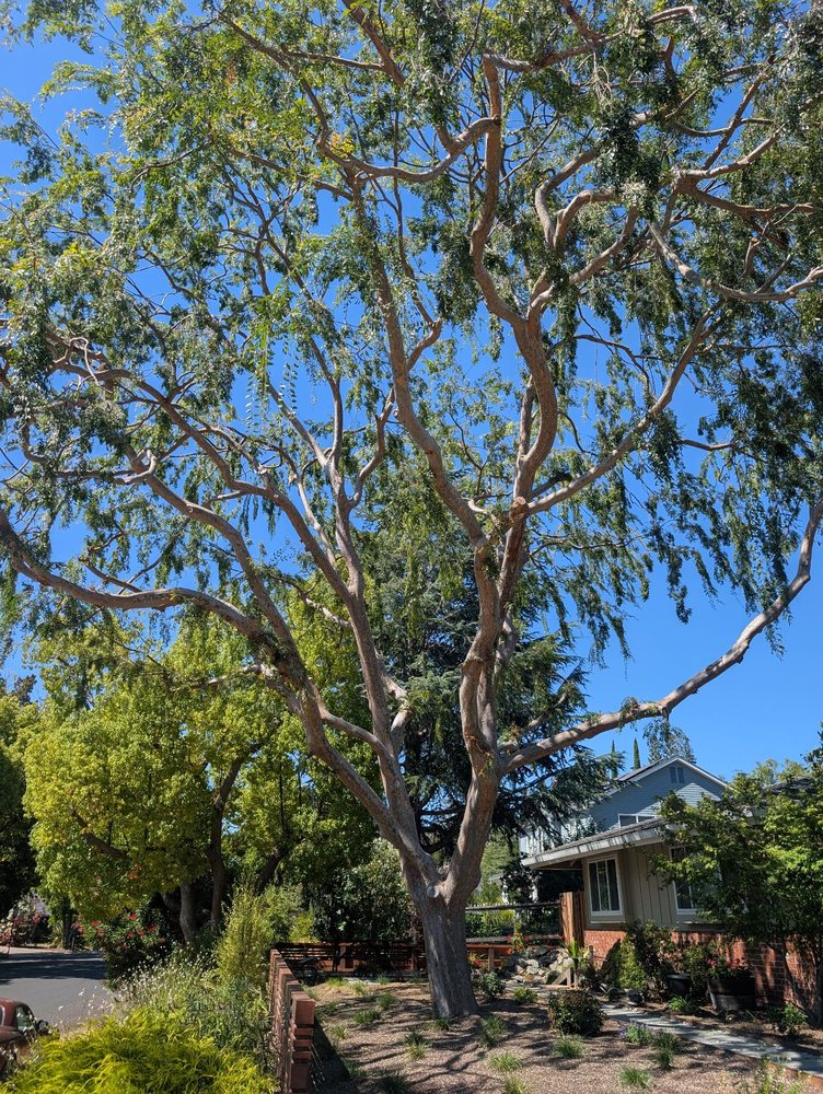 CORONA TREE EXPERTS - Updated October 2025 - 10 Photos - 1702-L ...