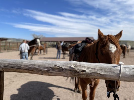 BEAR CREEK STABLES - Updated May 2025 - 52 Photos & 44 Reviews - 15600 ...