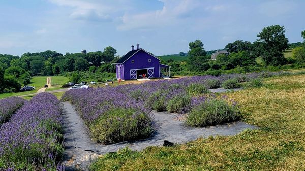 SUNSET RIDGE LAVENDER FARM - Updated December 2025 - 17 Photos - 6360 ...