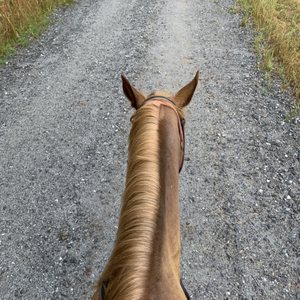 SMOKEMONT RIDING STABLES - 31 Photos & 19 Reviews - 135 Smokemont ...