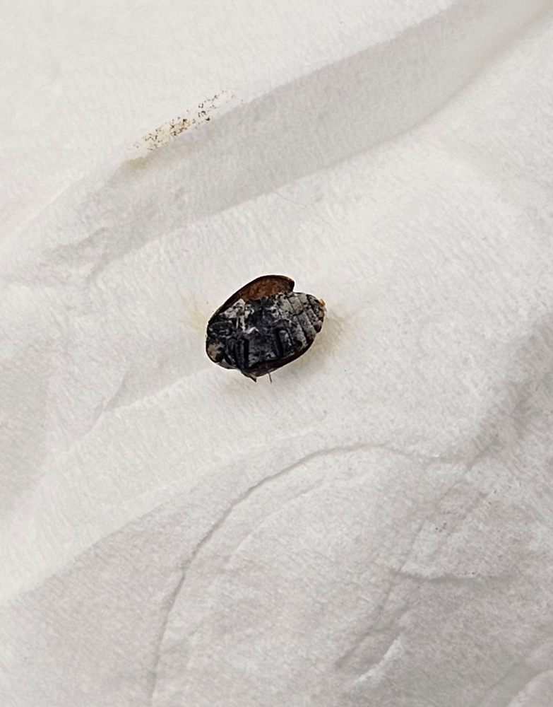 HOLIDAY INN EXPRESS VILLA RICA - Updated December 2025 - 16 Photos & 13 ...