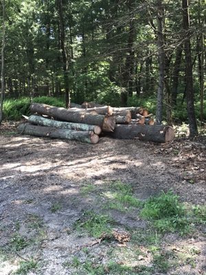 WARWICK TREE SERVICE - Updated October 2025 - 25 Photos & 63 Reviews ...