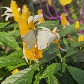 BUTTERFLY WONDERLAND - Updated December 2025 - 2347 Photos & 666 ...