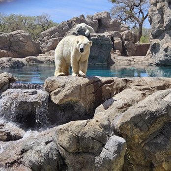 ABQ BIOPARK ZOO - 846 Photos & 249 Reviews - 903 10th St SW ...