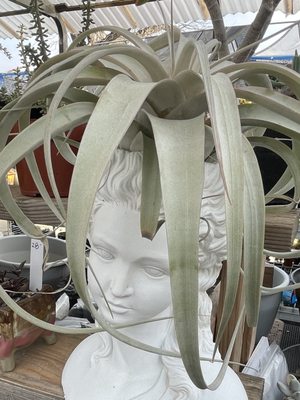 SHUNA’S SUCCULENT HOUSE - Updated December 2025 - 169 Photos & 47 ...