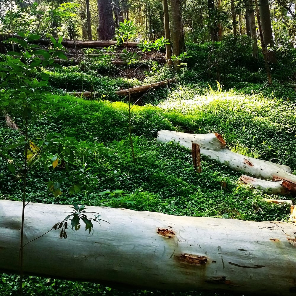 CUMBERLAND STATE FOREST - Updated April 2024 - 95 Castle Hill Rd, West ...