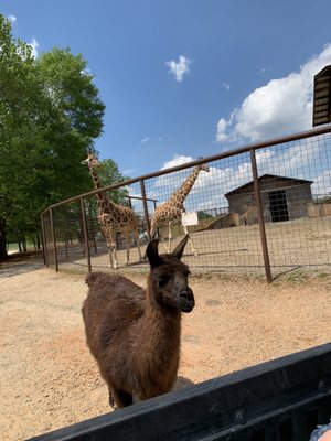 LAZY 5 RANCH - 814 Photos & 272 Reviews - 15100 Mooresville Rd ...