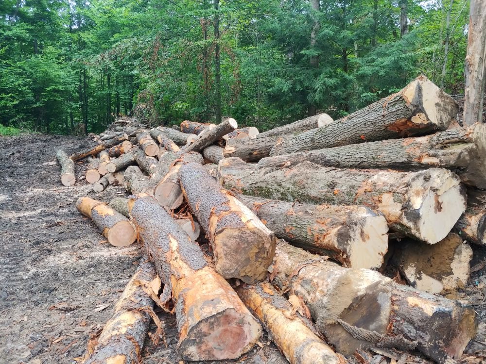 TROYER’S TIMBER HARVESTING - Updated July 2026 - 2700 Clintonville Rd ...