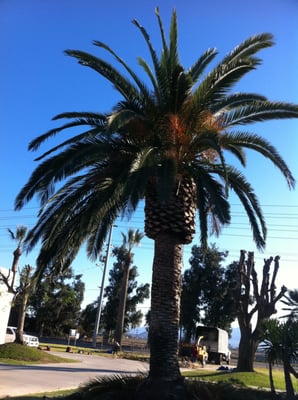 LOS ALAMITOS TREE SERVICE - Updated December 2025 - 36 Photos & 36 ...