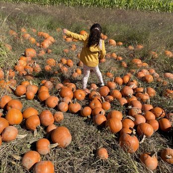 WILKENS FRUIT AND FIR FARM - Updated September 2024 - 345 Photos & 184 ...