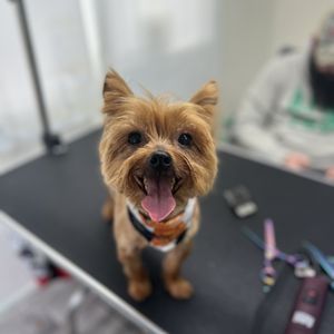 BELLA POOCH - Updated May 2026 - 285 Adams Rd, Pikeville, Kentucky ...