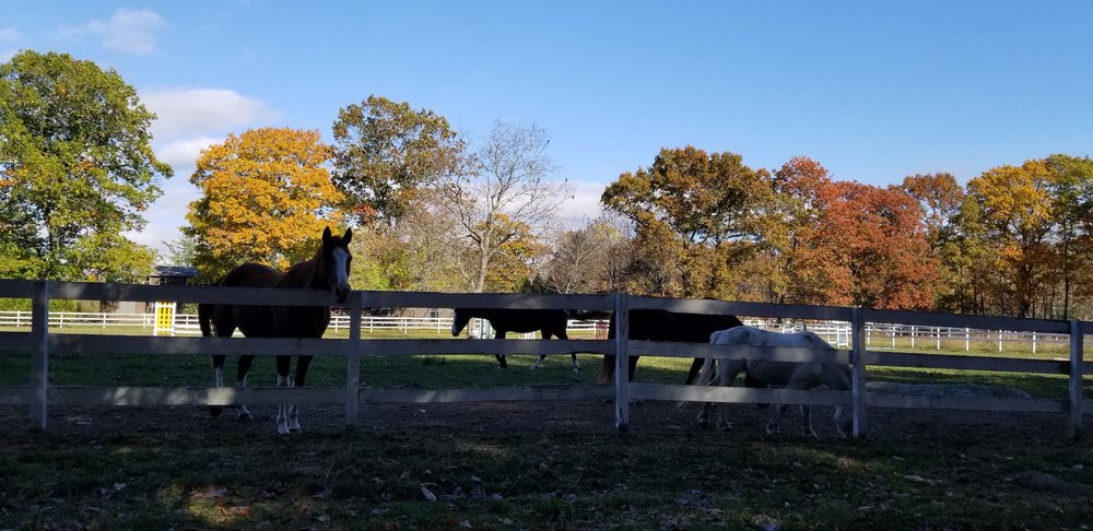 MOON RUN FARM - Updated October 2025 - 21 Fox Farm Hill Rd, North ...