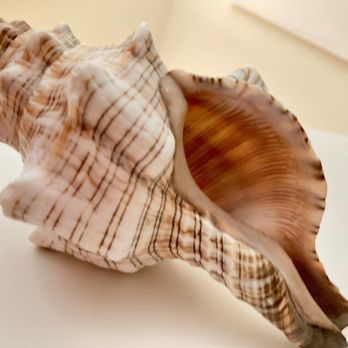 SHELL WORLD - Updated April 2025 - 193 Photos & 106 Reviews - 97600 ...