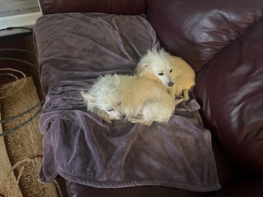 PRIMP MY POOCH PET SALON - Updated November 2025 - 60 Photos & 18 ...