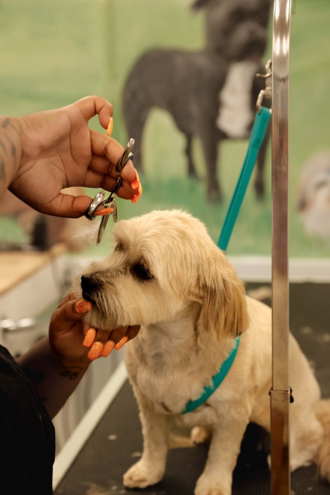 DAPPER DOGGERY - Updated December 2025 - 63 Photos & 45 Reviews - 12855 ...