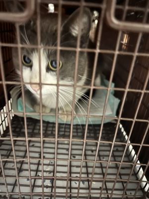 AMAZING SMALL ANIMAL PRACTICE - Updated November 2025 - 80 Photos & 168 ...