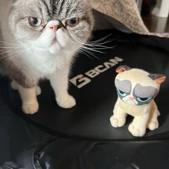 CVETS - COLUMBIA VETERINARY EMERGENCY TRAUMA AND SPECIALTY - Updated ...