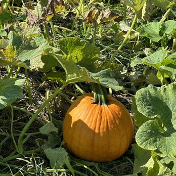 CULLIPHER FARM - Updated August 2025 - 371 Photos & 60 Reviews - 772 ...