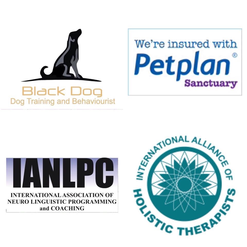 BLACK DOG TRAINING - Updated March 2025 - 29 Mountside, Newport, United ...