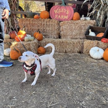 RILEY’S FARM - Updated May 2025 - 945 Photos & 439 Reviews - 12261 S ...