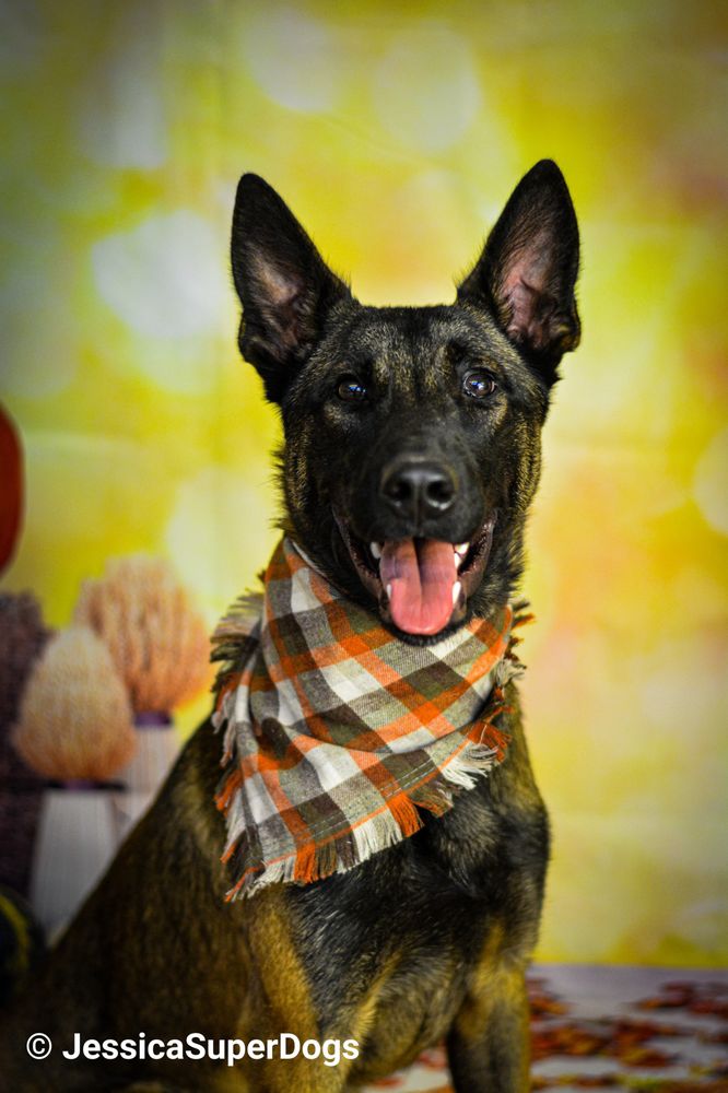 JESSICA SUPER DOGS - Updated April 2025 - 61 Photos - 15606 Gaddy Rd ...