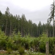 TAHUYA STATE FOREST 4X4 PARK - 78 Photos & 12 Reviews - Belfair ...