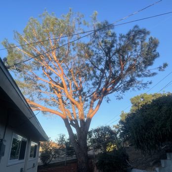 ALL ACCESS TREE CARE - 169 Photos & 238 Reviews - 289 Vernon Way, El ...