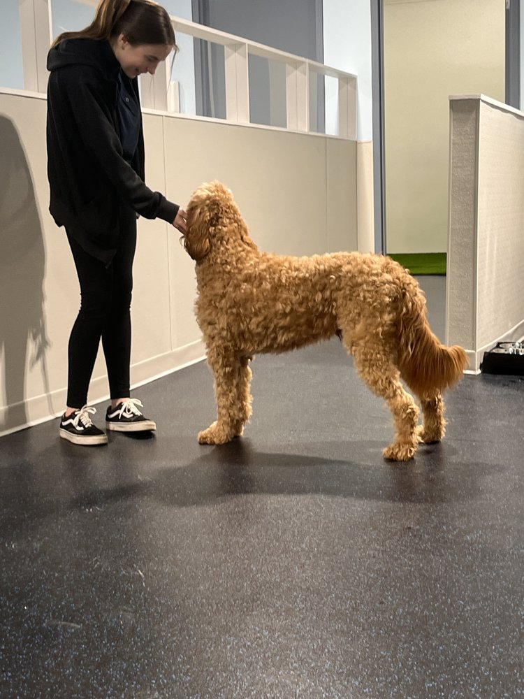 THE HAPPY DOG HOTEL - Updated December 2025 - 12 Photos - 11895 Jones ...