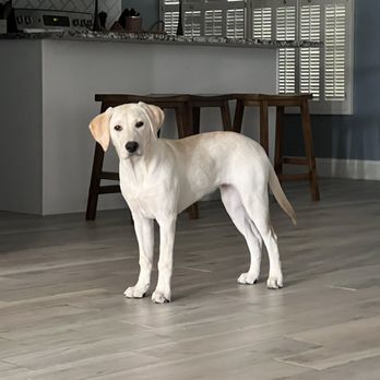 TLC LABRADOR RETRIEVERS - Updated January 2026 - 30 Photos - 3 Northern ...