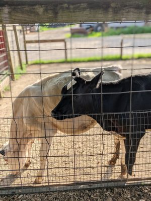 MCCRAY’S FARM AND COUNTRY CREAMERY - 39 Photos & 43 Reviews - 55 Alvord ...