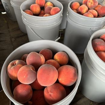 BLOOM RANCH OF ACTON - Updated March 2025 - 101 Photos & 38 Reviews ...