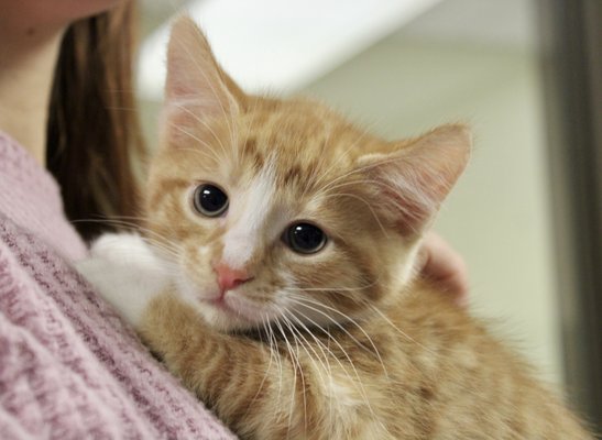 TOLEDO HUMANE SOCIETY - Updated October 2024 - 18 Photos - 827 Illinois ...