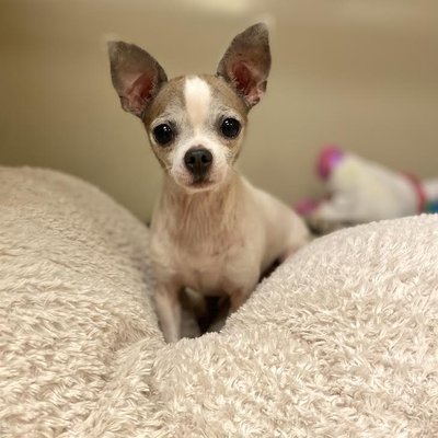 LEXINGTON HUMANE SOCIETY - Updated April 2025 - 44 Photos & 20 Reviews ...