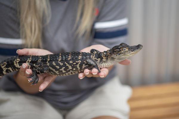 GATOR CHATEAU - Updated December 2025 - 166 Photos & 53 Reviews - 100 ...