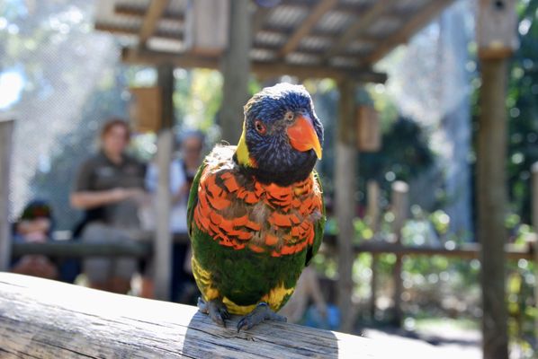 PALM BEACH ZOO - 840 Photos & 274 Reviews - 1301 Summit Blvd, West Palm ...