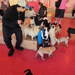 CUPPA PUG - Updated June 2025 - 166 Photos & 62 Reviews - 607 W 9th Ave ...